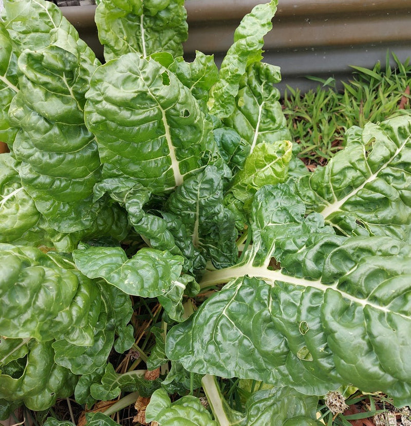 SILVERBEET 'Fordhook Giant' seeds – Boondie Seeds