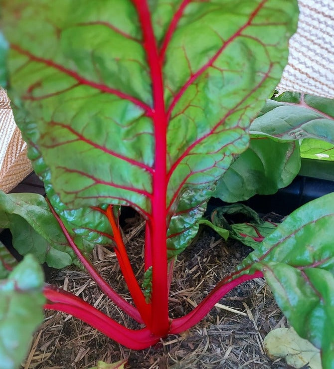 SILVERBEET 'Ruby Chard'*ORGANIC* seeds – Boondie Seeds