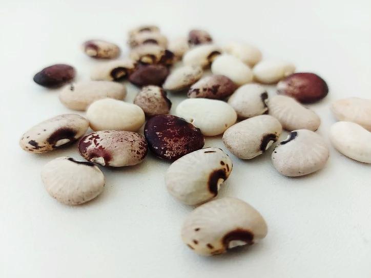 BEAN CLIMBING Lima / Madagascar bean 'Civil War' seeds – Boondie Seeds