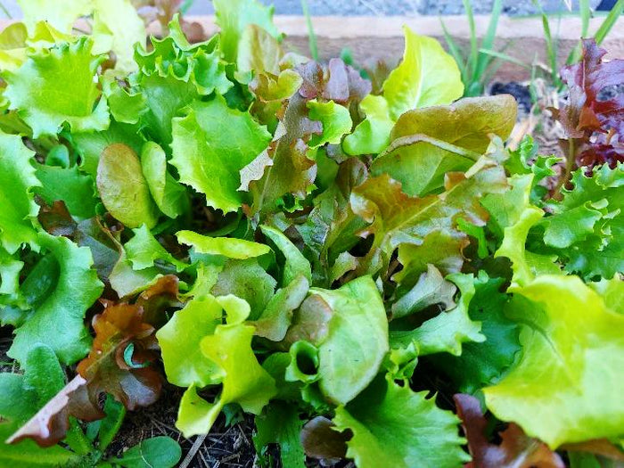 All Products – Boondie Seeds