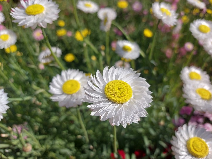 EVERLASTING DAISY 'White' / Native / PAPER DAISY seeds – Boondie Seeds