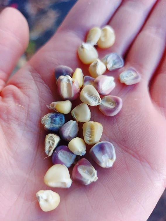 CORN 'Sticky Multicolour' / Waxy / Glutinous Maize seeds – Boondie Seeds