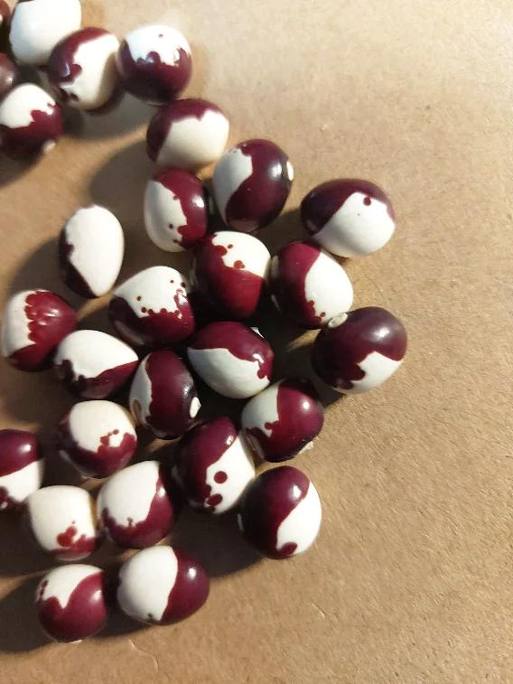 BEAN 'Frost' seeds – Boondie Seeds