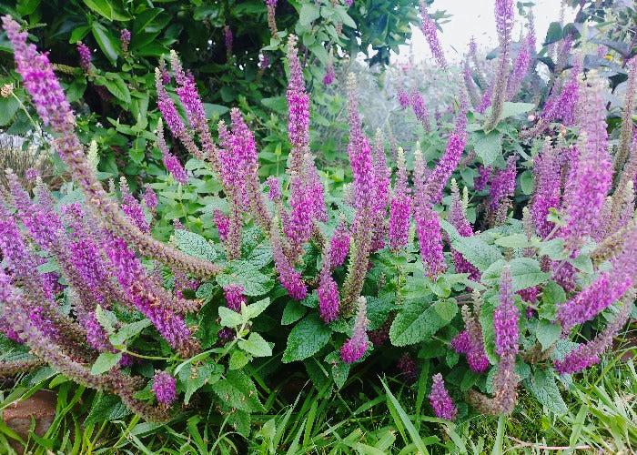 IRANIAN WOOD SAGE / Teucrium hircanicum ‘Purple Tails’ seeds – Boondie ...