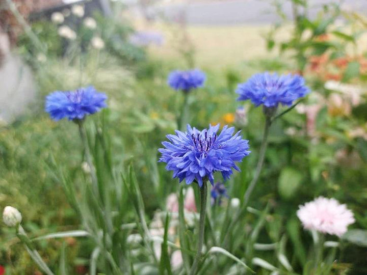 CORNFLOWER 'Blue Ball' Centaurea cyanus seeds – Boondie Seeds