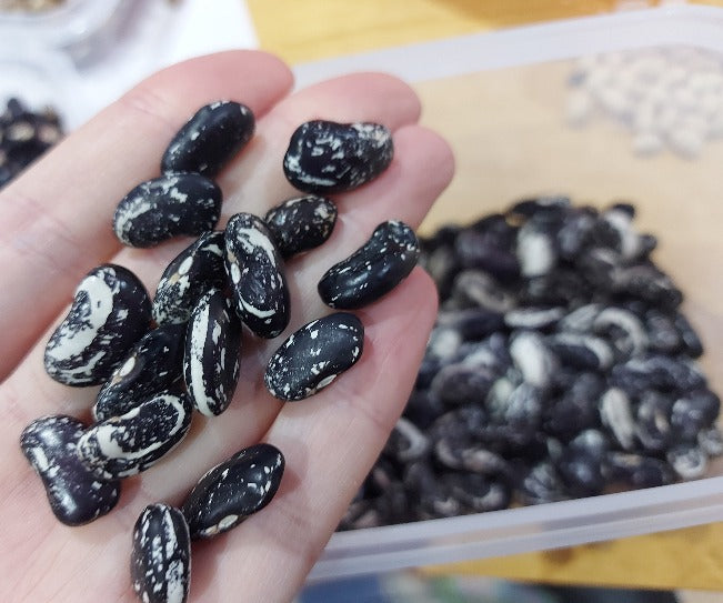 BEAN CLIMBING 'Skunk' seeds – Boondie Seeds