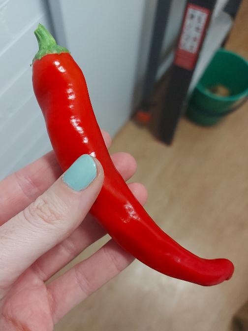 Chilli – Boondie Seeds