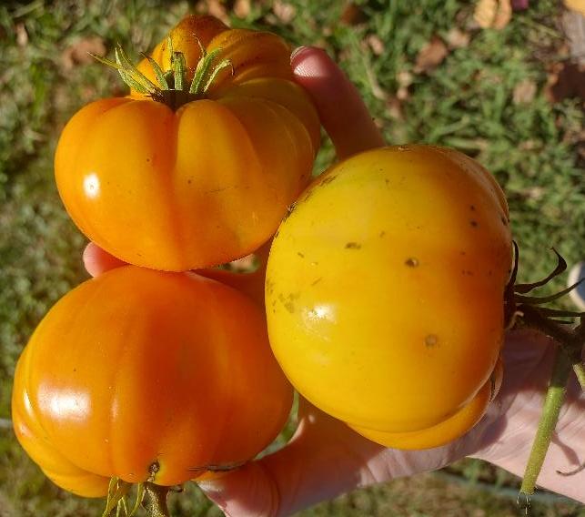 TOMATO 'Golden Cherokee' seeds – Boondie Seeds