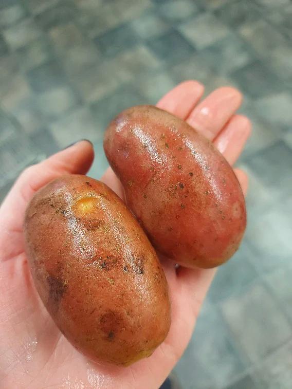 SEED POTATO - Prince of Orange – Boondie Seeds