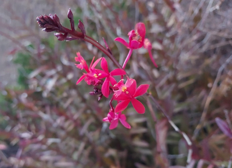 ORCHID Five Star / Crucifix 'Red Pink' Epidendrum radicans - *Plant ...