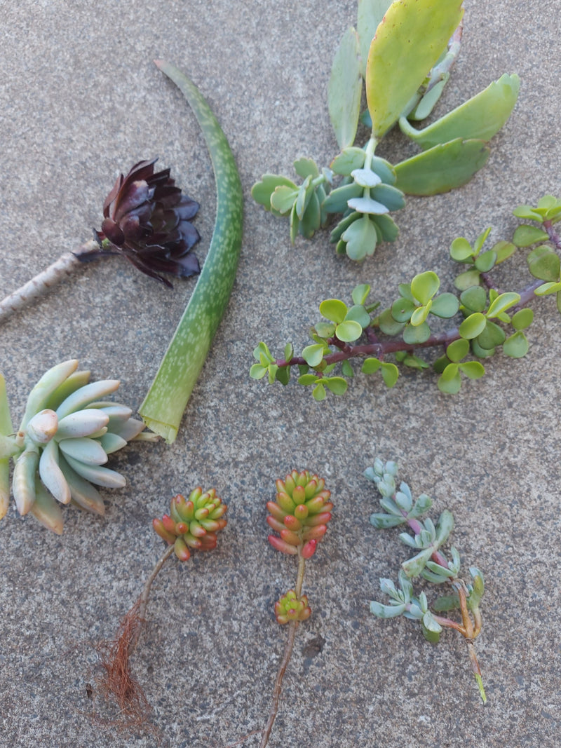 SUCCULENT LUCKY DIP *Plants / Cuttings* – Boondie Seeds
