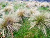 Tussock / LANDSCAPING Grass - Poa Labillardieri *Native* seeds ...