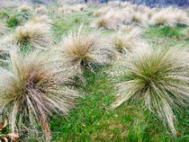 Tussock / LANDSCAPING Grass - Poa Labillardieri *Native* seeds ...