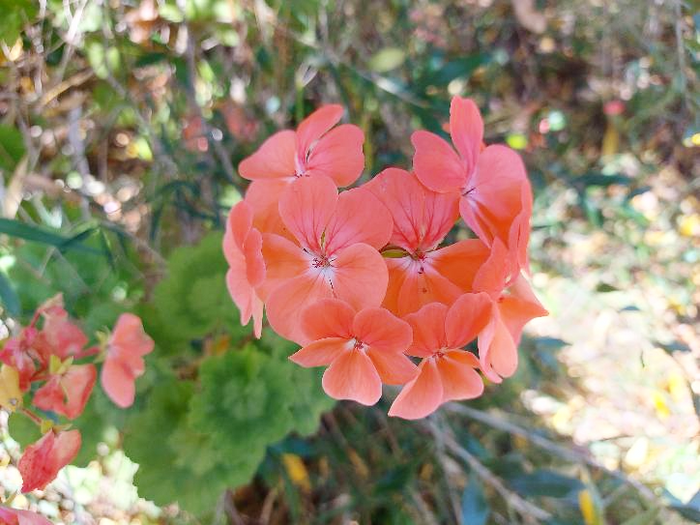 GERANIUM CUTTINGS Peach – Boondie Seeds