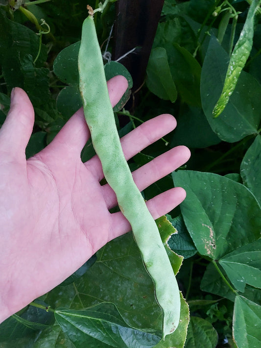Bean - Dwarf Bush – Boondie Seeds