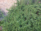 JADE PLANT Portulacaria afra SUCCULENT *Cuttings* – Boondie Seeds