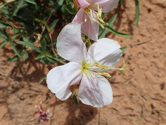 EVENING PRIMROSE White / Oenothera pallida seeds – Boondie Seeds