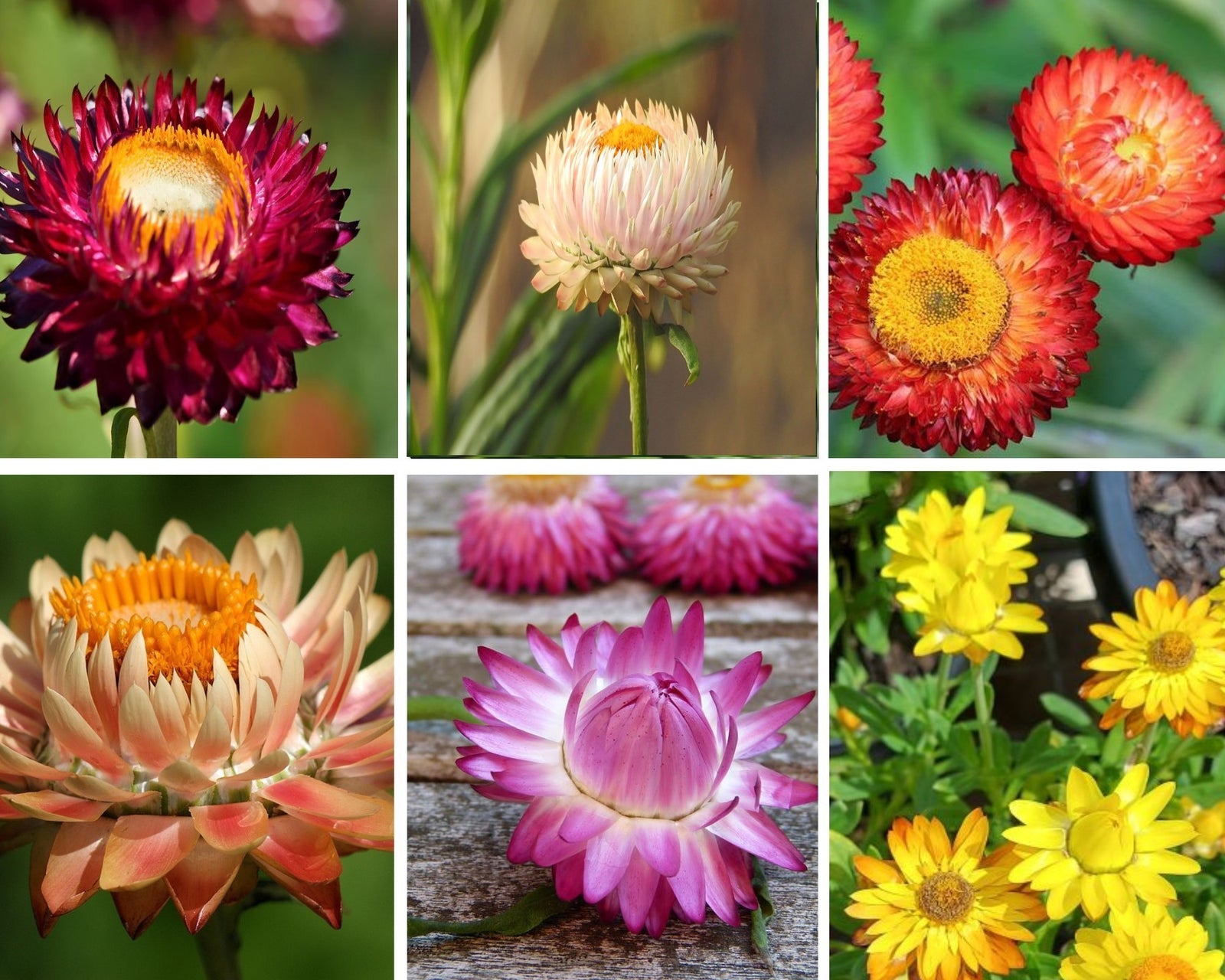 SEED PACKS – Boondie Seeds