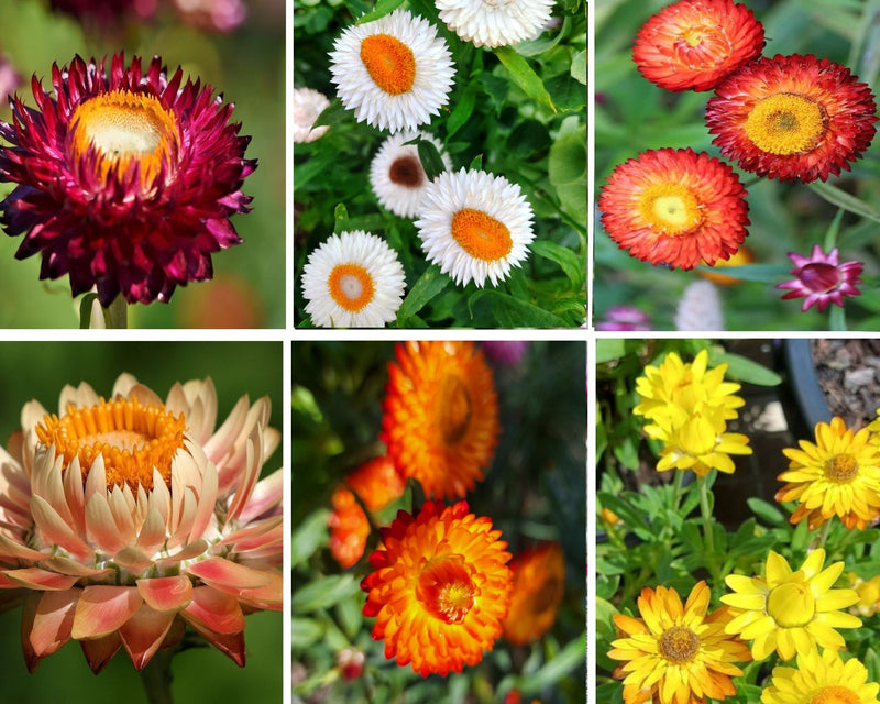 PAPER DAISY COLLECTION 6 packets / STRAWFLOWER / EVERLASTING DAISY see ...