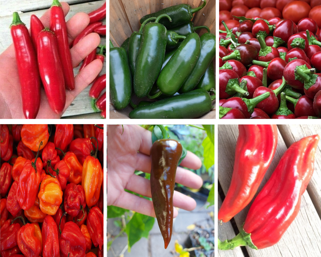 SEED PACKS – Boondie Seeds