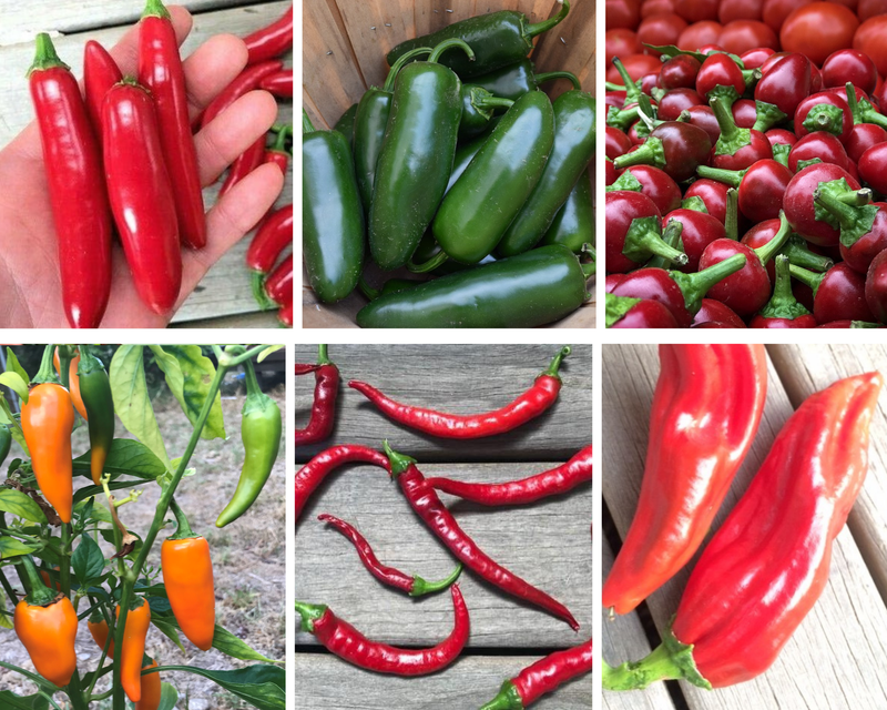 CHILLI VARIETY PACK - 6 packets seeds – Boondie Seeds