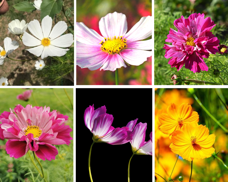 COSMOS COLLECTION - 6 packets of seeds – Boondie Seeds