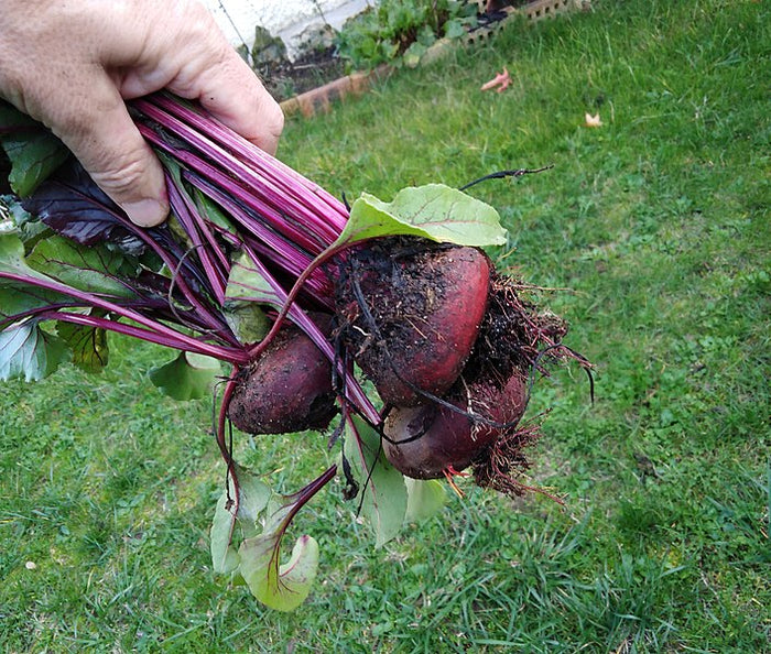 BEETROOT 'Crosbys Egyptian Flat' seeds – Boondie Seeds