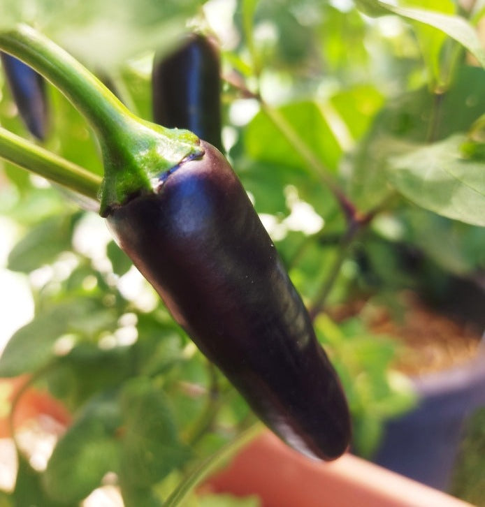Chilli 'Hungarian Black' seeds – Boondie Seeds