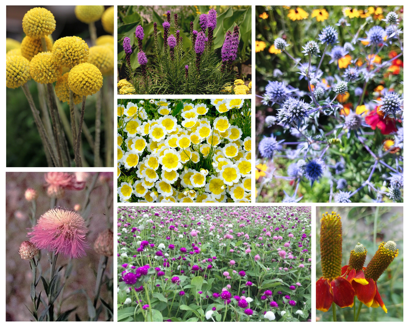 UNUSUAL FLOWER PACK - 12 x packets of seeds – Boondie Seeds