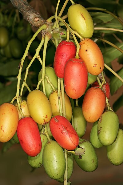 KAFFIR PLUM / Wild Plum / Harpephyllum caffrum seeds – Boondie Seeds