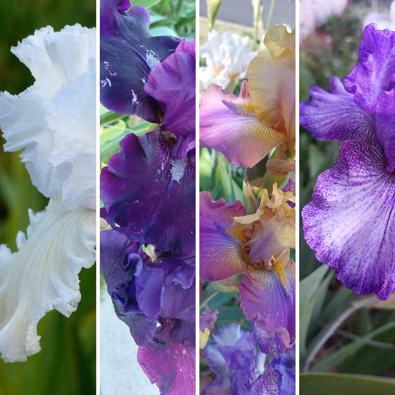 IRIS 'Mixed' RHIZOME / BULB plant – Boondie Seeds