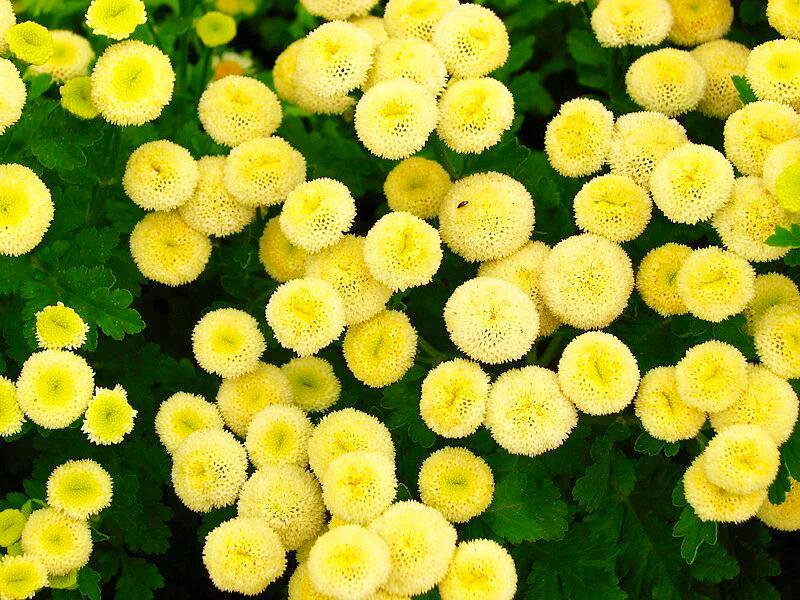 FEVERFEW 'Golden Ball' / Matricaria capensis seeds – Boondie Seeds