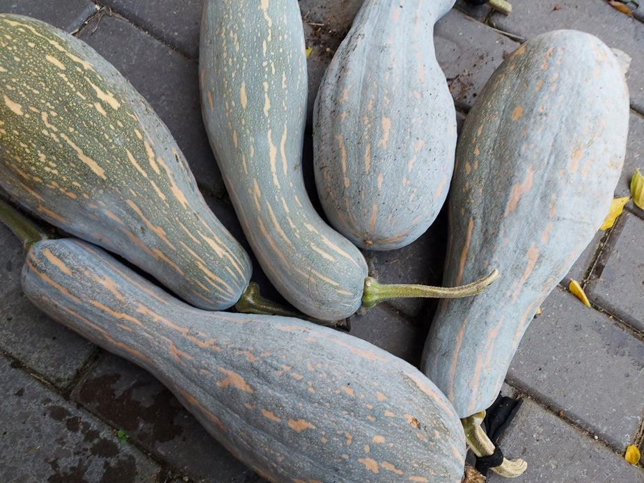 Pumpkin – Boondie Seeds
