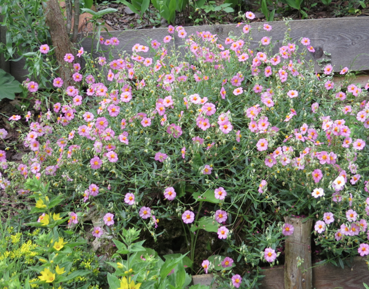 FEVERFEW 'Snowball White' / Matricaria capensis seeds – Boondie Seeds