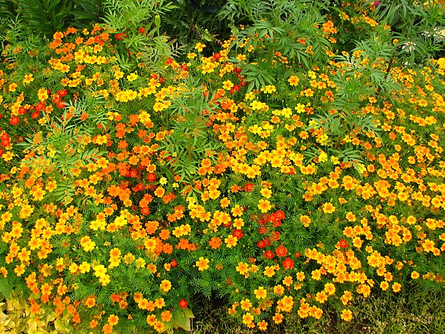 MARIGOLD DWARF 'Starfire Mix' seeds – Boondie Seeds