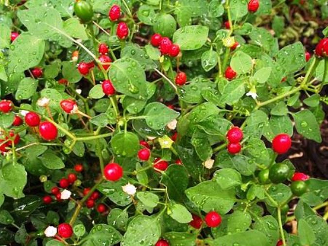 CAPSICUM MINI 'Red Cherry' seeds – Boondie Seeds