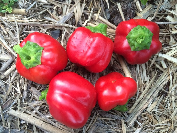 CAPSICUM 'Mini Bell Red' seeds – Boondie Seeds