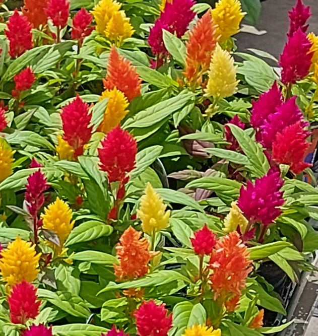 COCKSCOMB / CELOSIA 'Kewpie Dwarf Mix' seeds – Boondie Seeds
