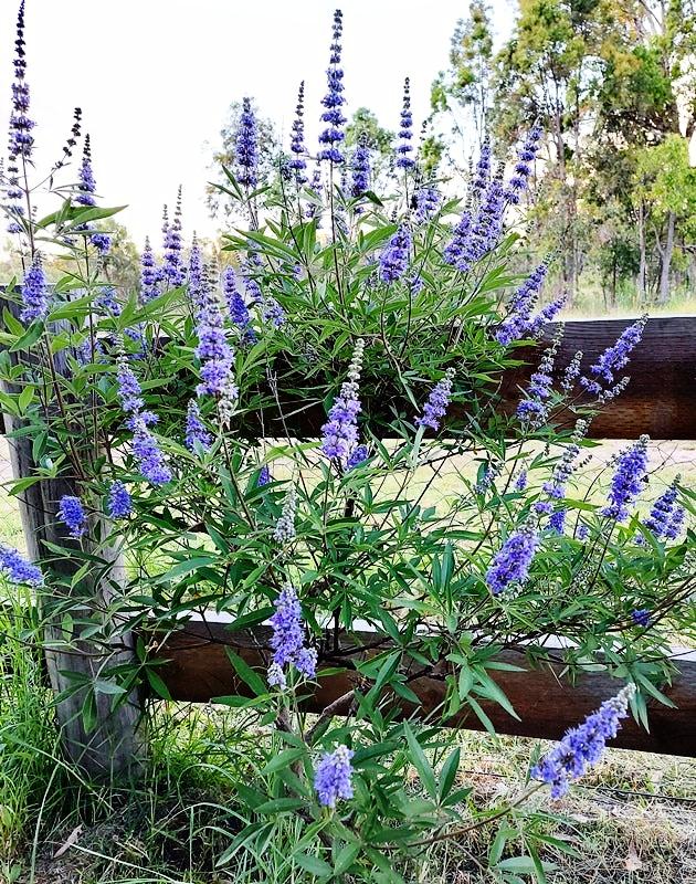 CHASTEBERRY TREE / Monk's Pepper - Vitex agnus-castus SEEDS – Boondie Seeds