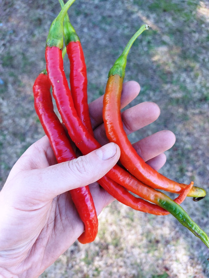 CHILLI 'Joe's Long Cayenne' seeds – Boondie Seeds