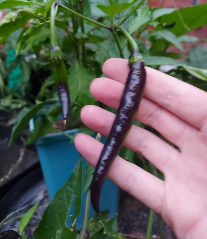 CHILLI 'Black Thai' seeds – Boondie Seeds