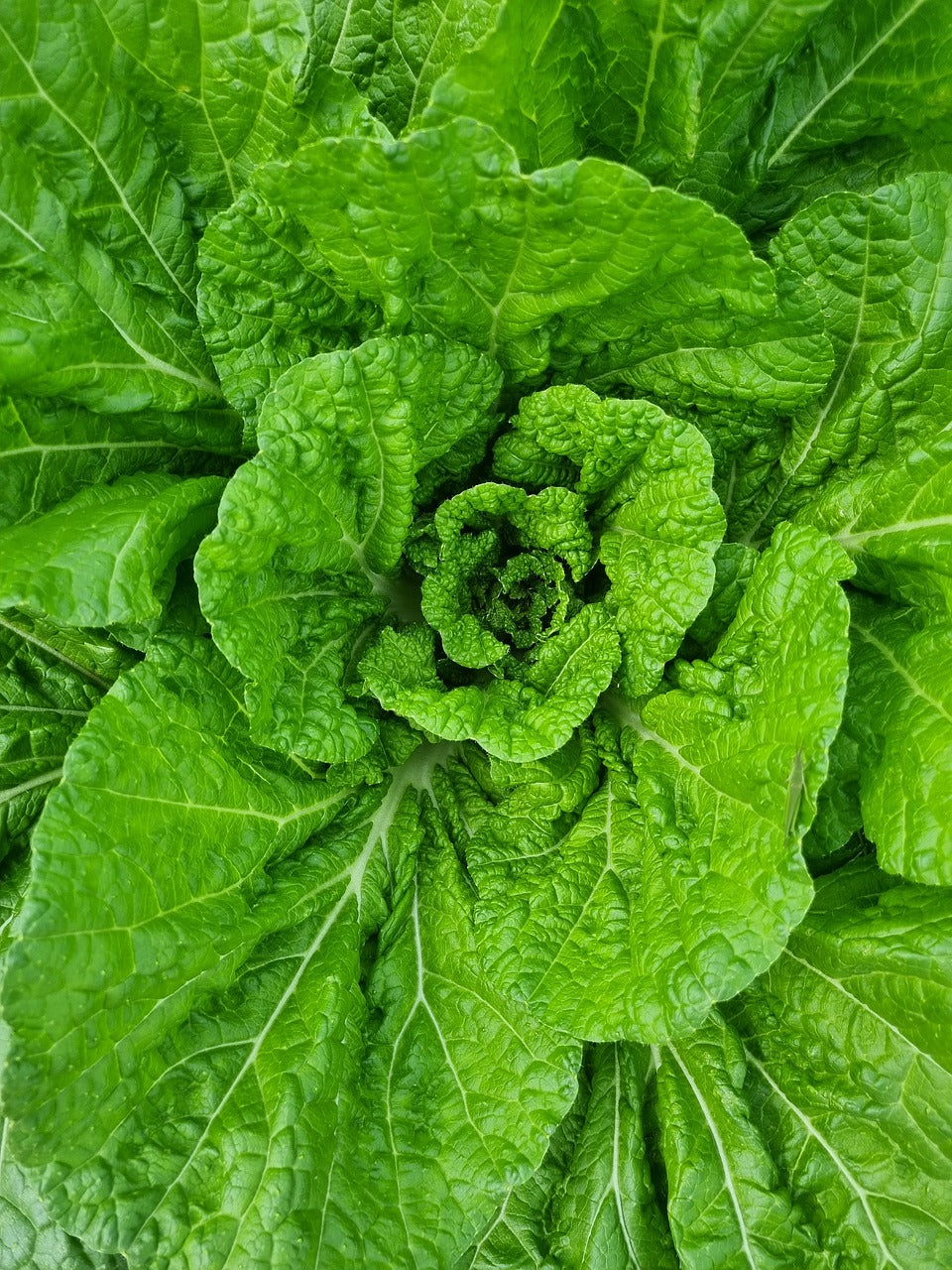 CHINESE CABBAGE / WONG BOK / WOMBOK 'Michihilli' seeds – Boondie Seeds