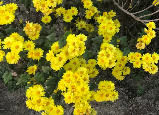 CHRYSANTHEMUM DAISY DWARF 'Golden Yellow' seeds – Boondie Seeds