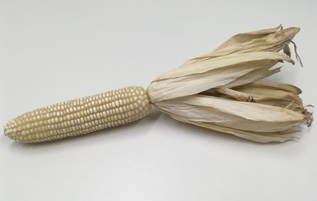 Corn – Boondie Seeds
