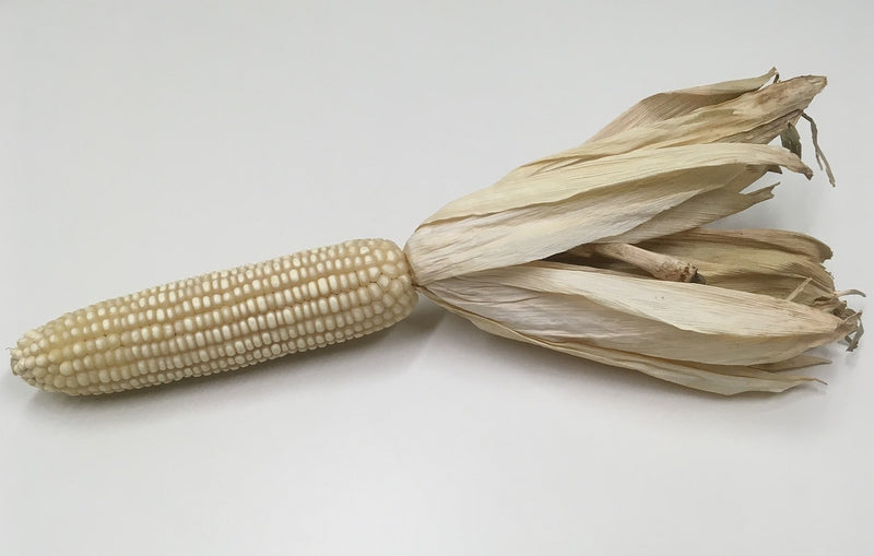 CORN 'Silvermine' seeds – Boondie Seeds