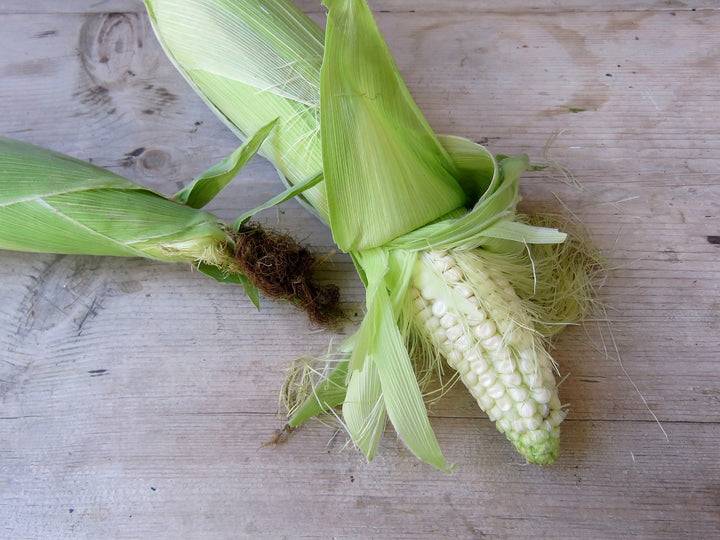 Corn – Boondie Seeds