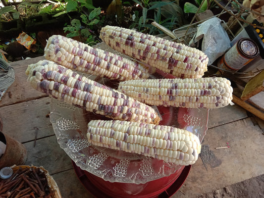 Corn – Boondie Seeds