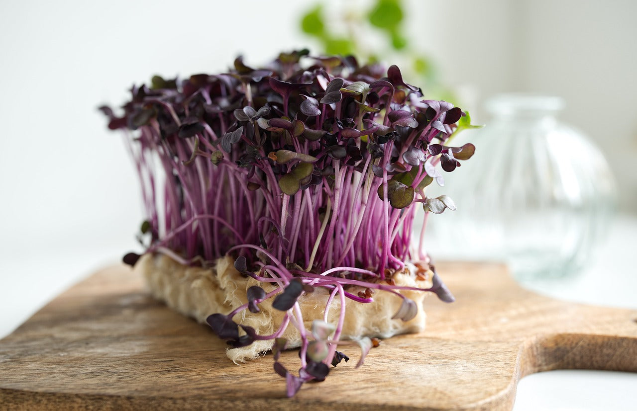 RADISH 'Sango' seeds – Boondie Seeds