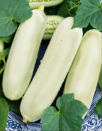 CUCUMBER 'Long White' seeds – Boondie Seeds