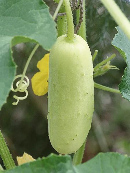 CUCUMBER 'White Spine' seeds – Boondie Seeds